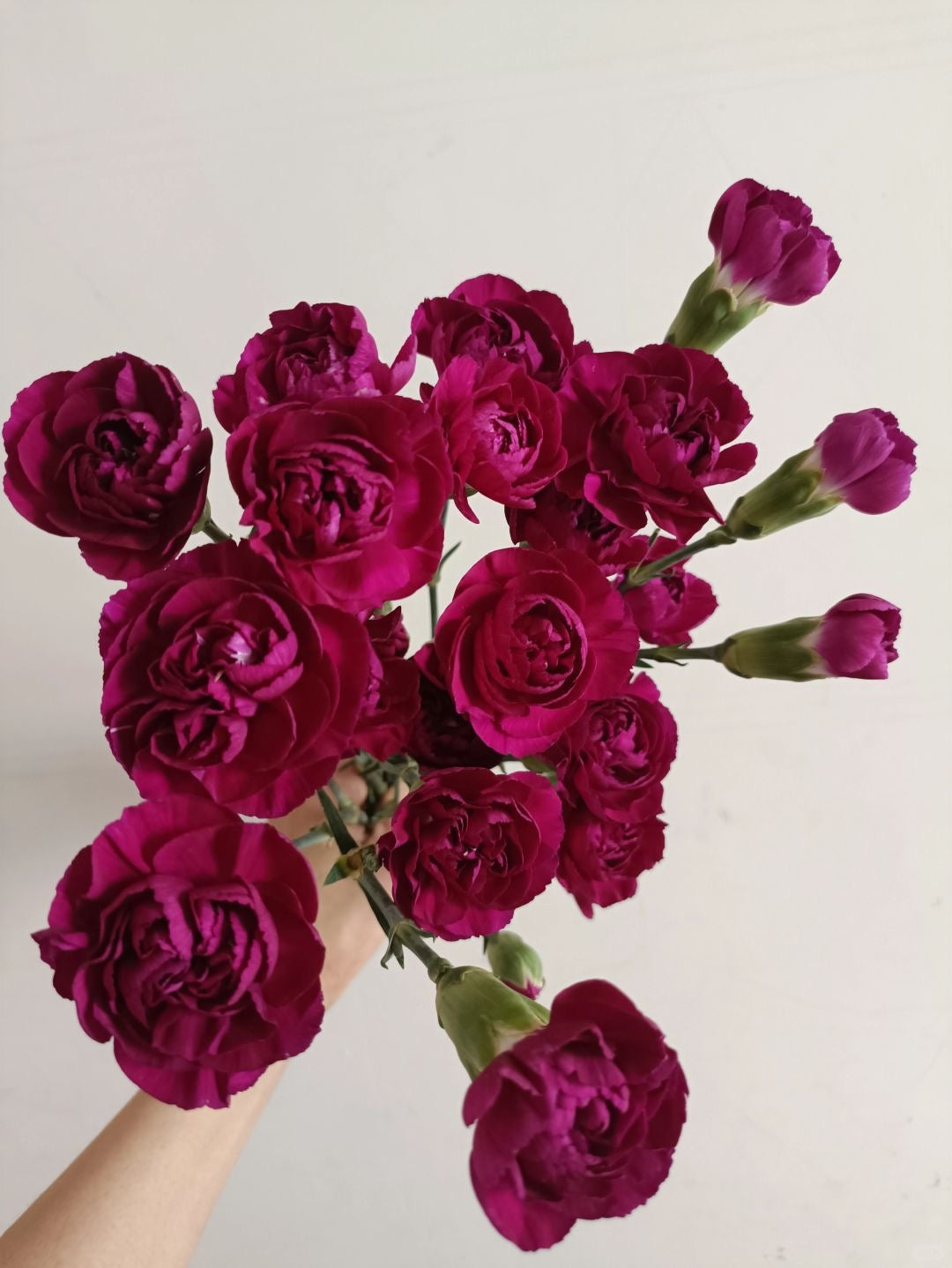 黑美人｜Spray Carnation｜20 Stalks [CN] – FLOWERSCENT