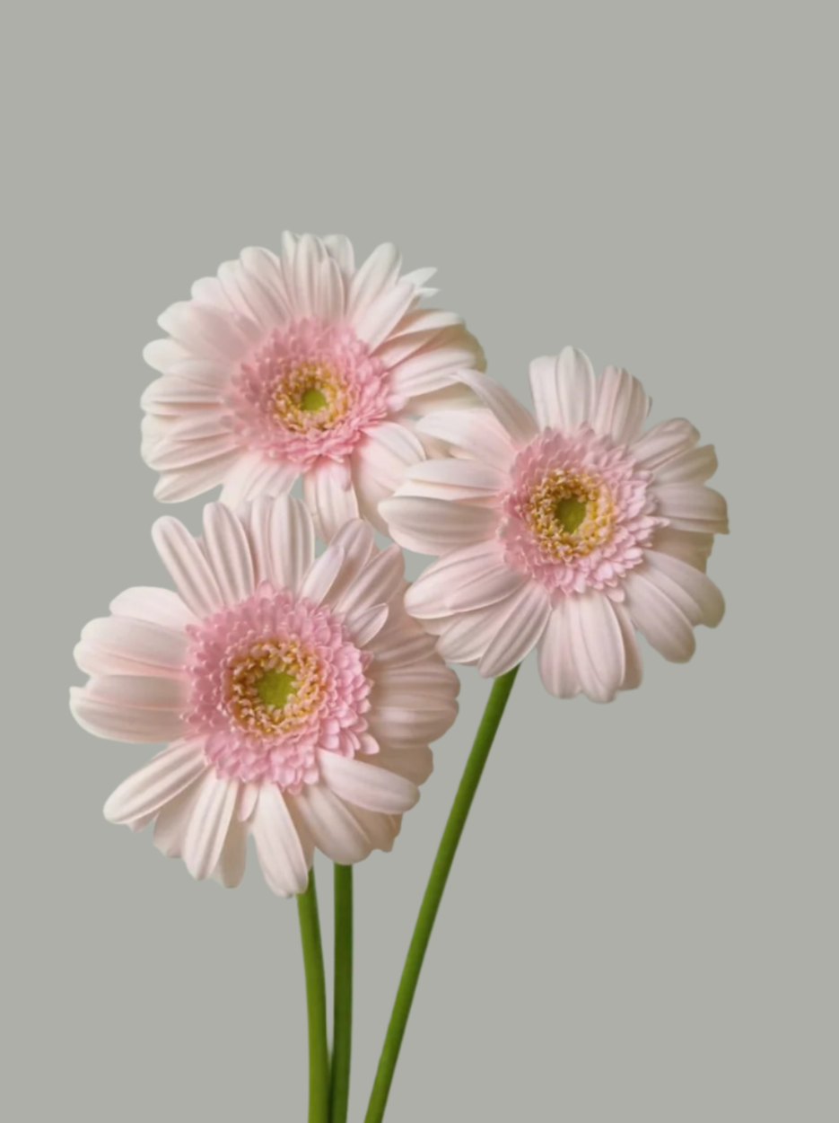 华沙｜Gerbera | 10 Stalks [CN] – FLOWERSCENT