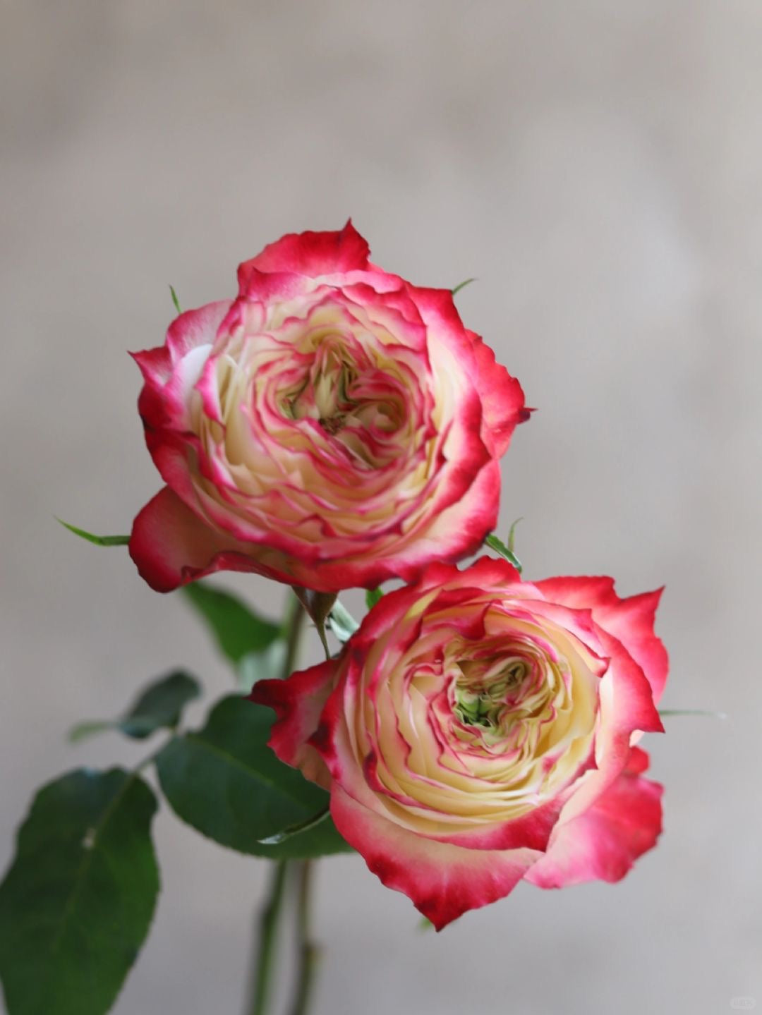 Apple Jack 苹果杰克｜Rose｜20 Stalks [CN] – FLOWERSCENT