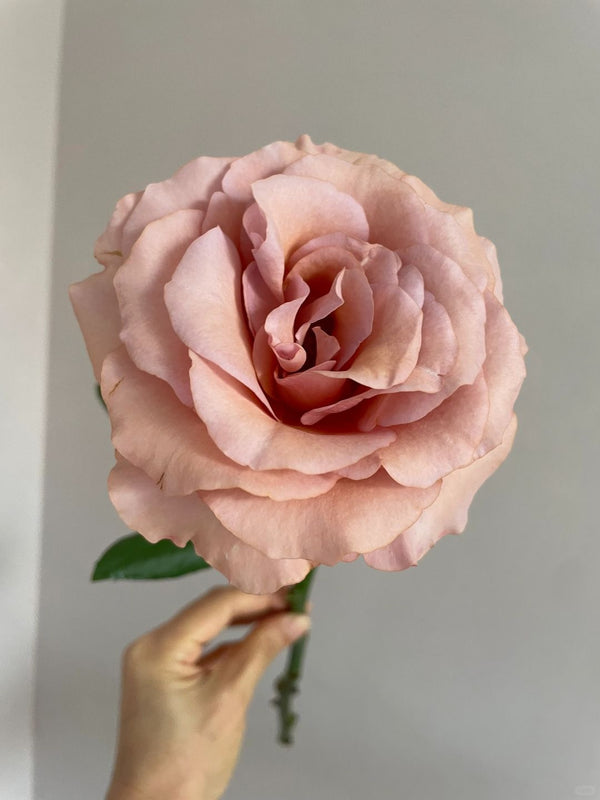 Moab 莫泊｜Rose｜20 Stalks [CN] – FLOWERSCENT