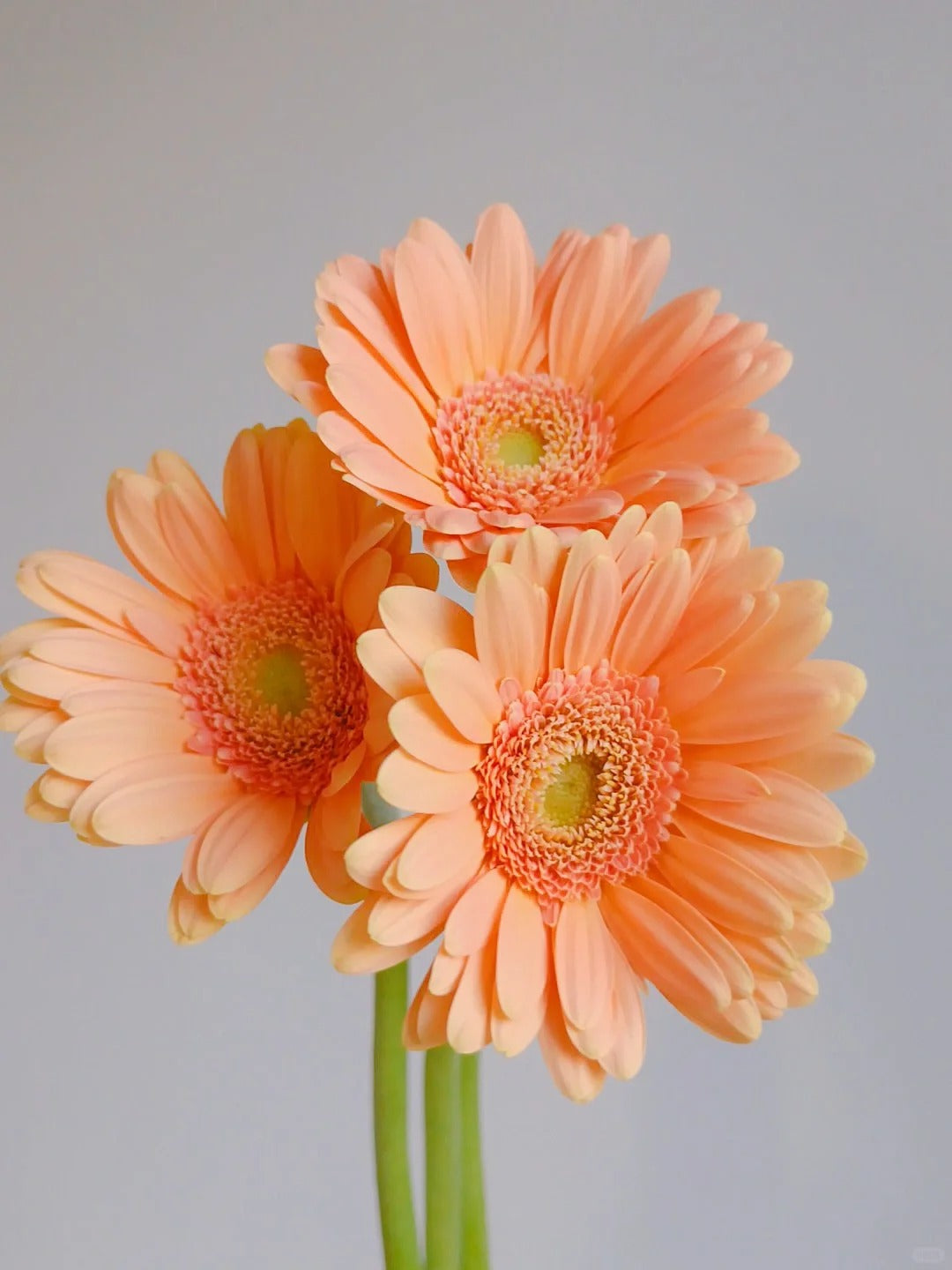 悉尼｜Gerbera | 10 Stalks [CN] – FLOWERSCENT