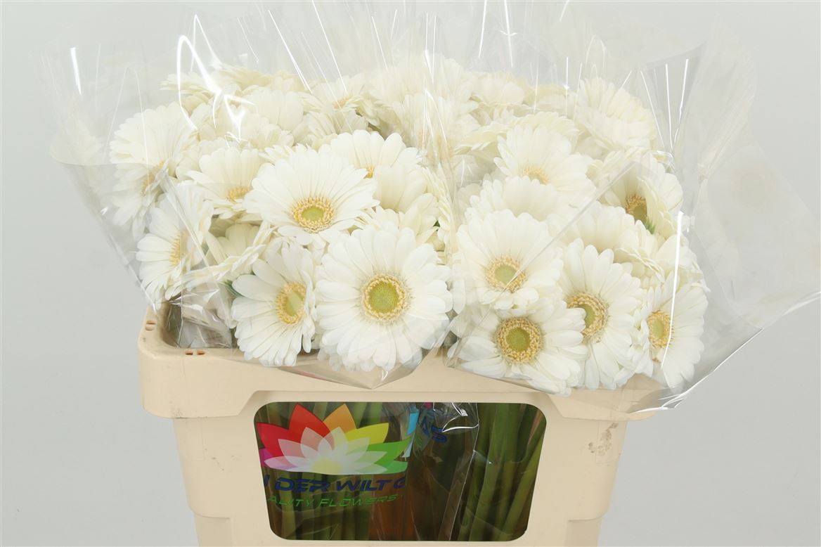 Mini Albino ｜Gerbera | 5 Stalks [Holland] – FLOWERSCENT