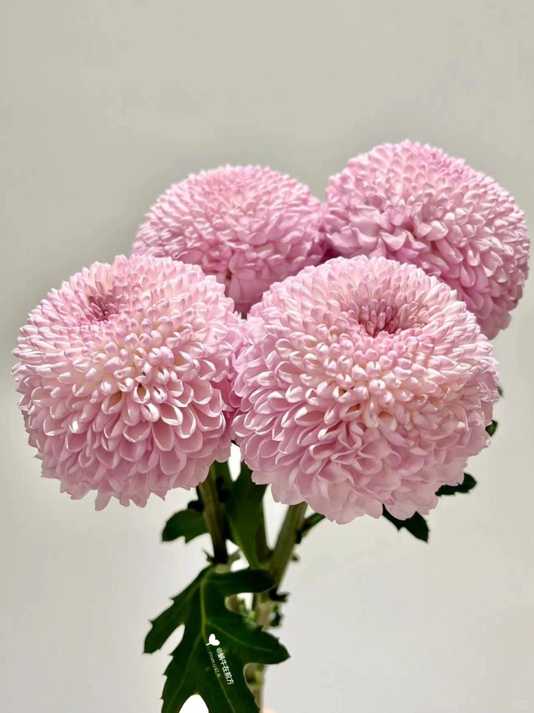 Chrysanthemum Ping Pong ｜10 Stalks [CN] – FLOWERSCENT