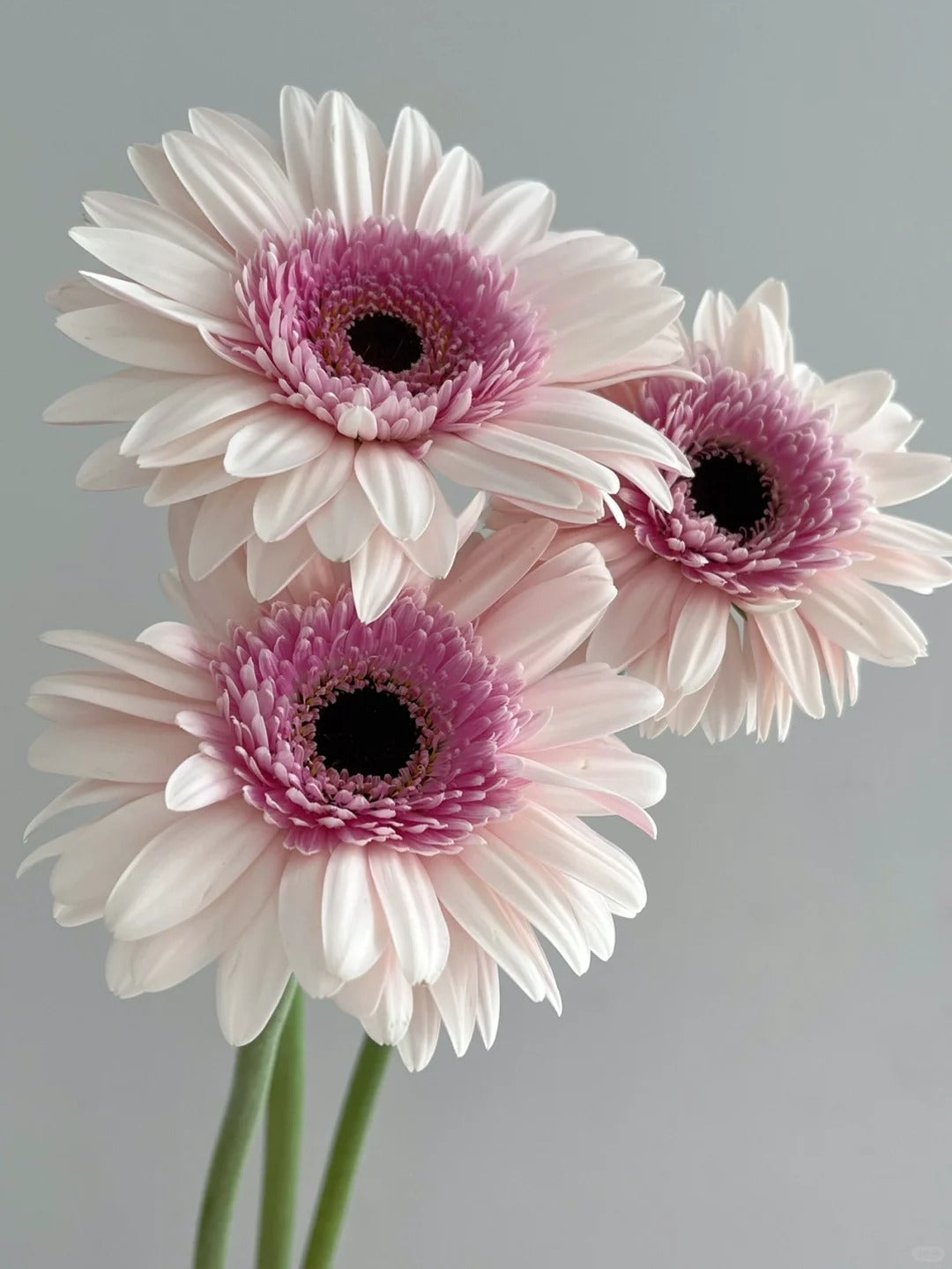 白樘｜Gerbera | 10 Stalks [CN] – FLOWERSCENT