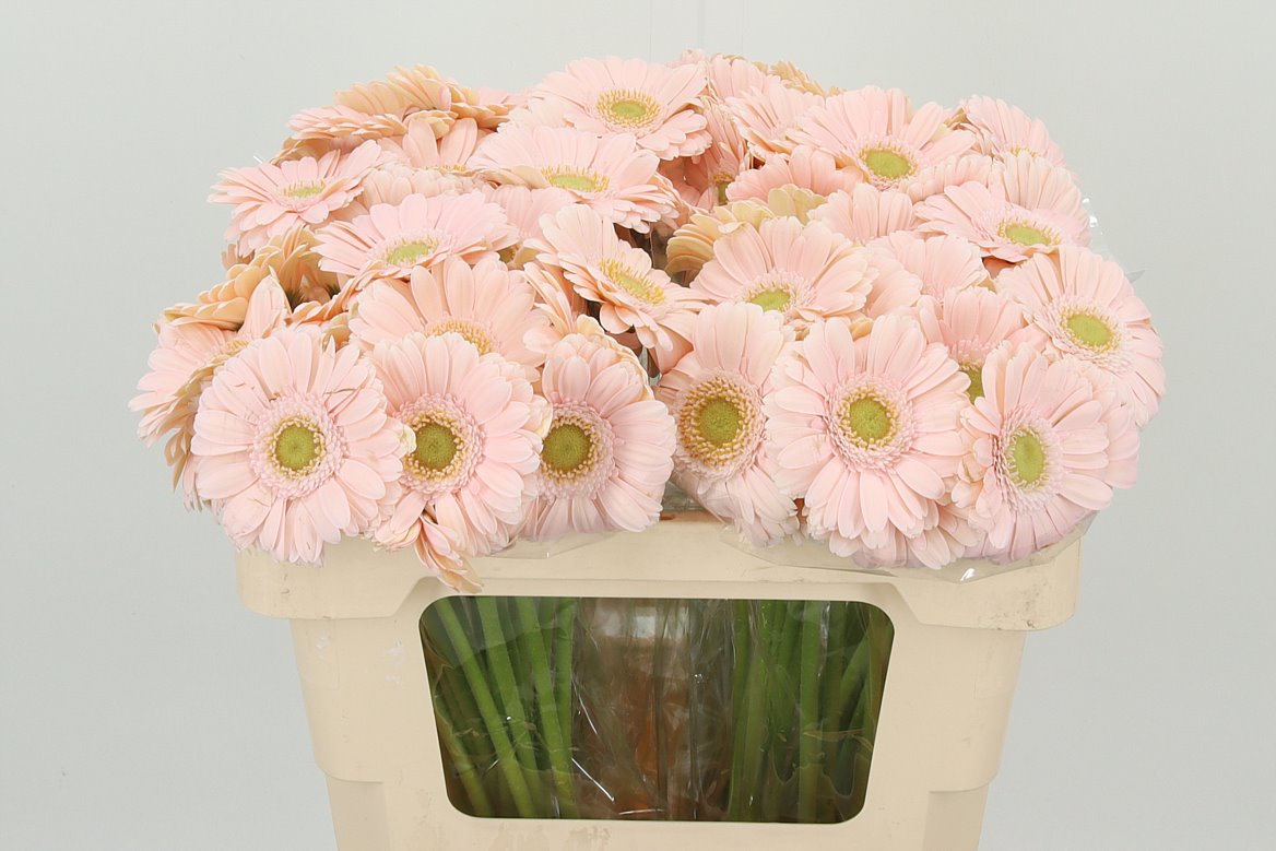 Alix-noor｜Gerbera | 10 Stalks [Holland] – FLOWERSCENT