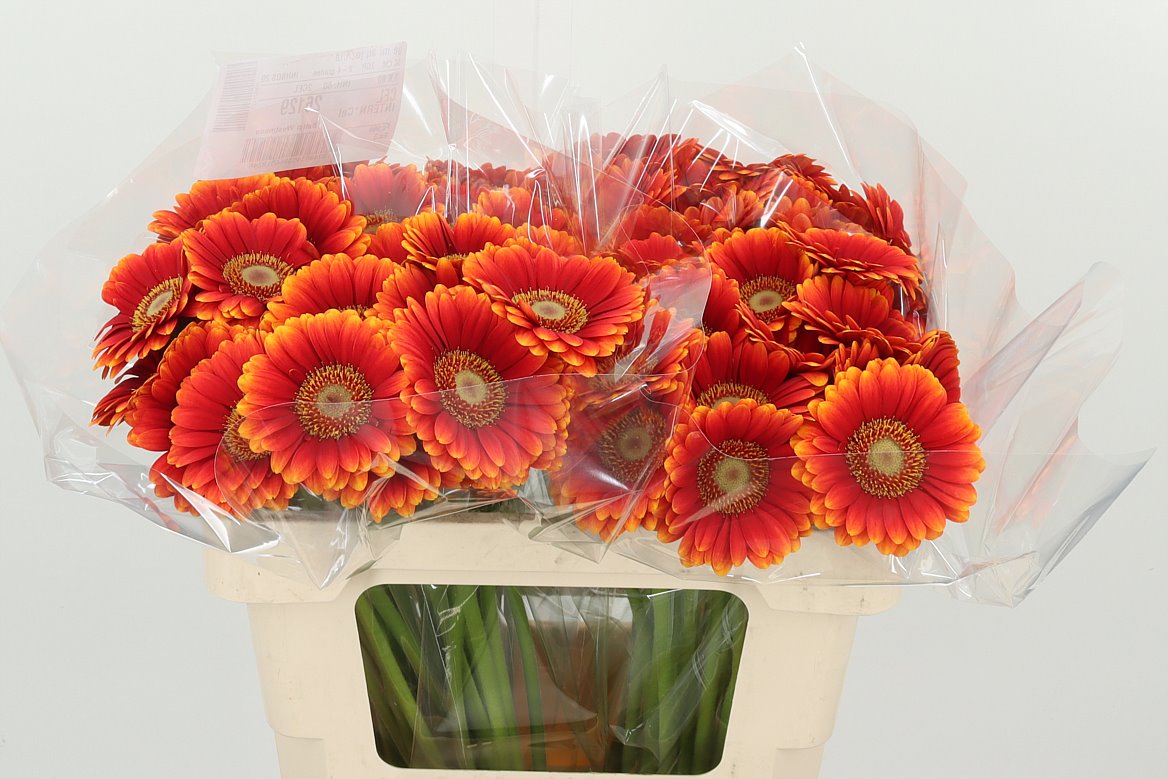 Juanita｜Gerbera | 10 Stalks [Holland] – FLOWERSCENT