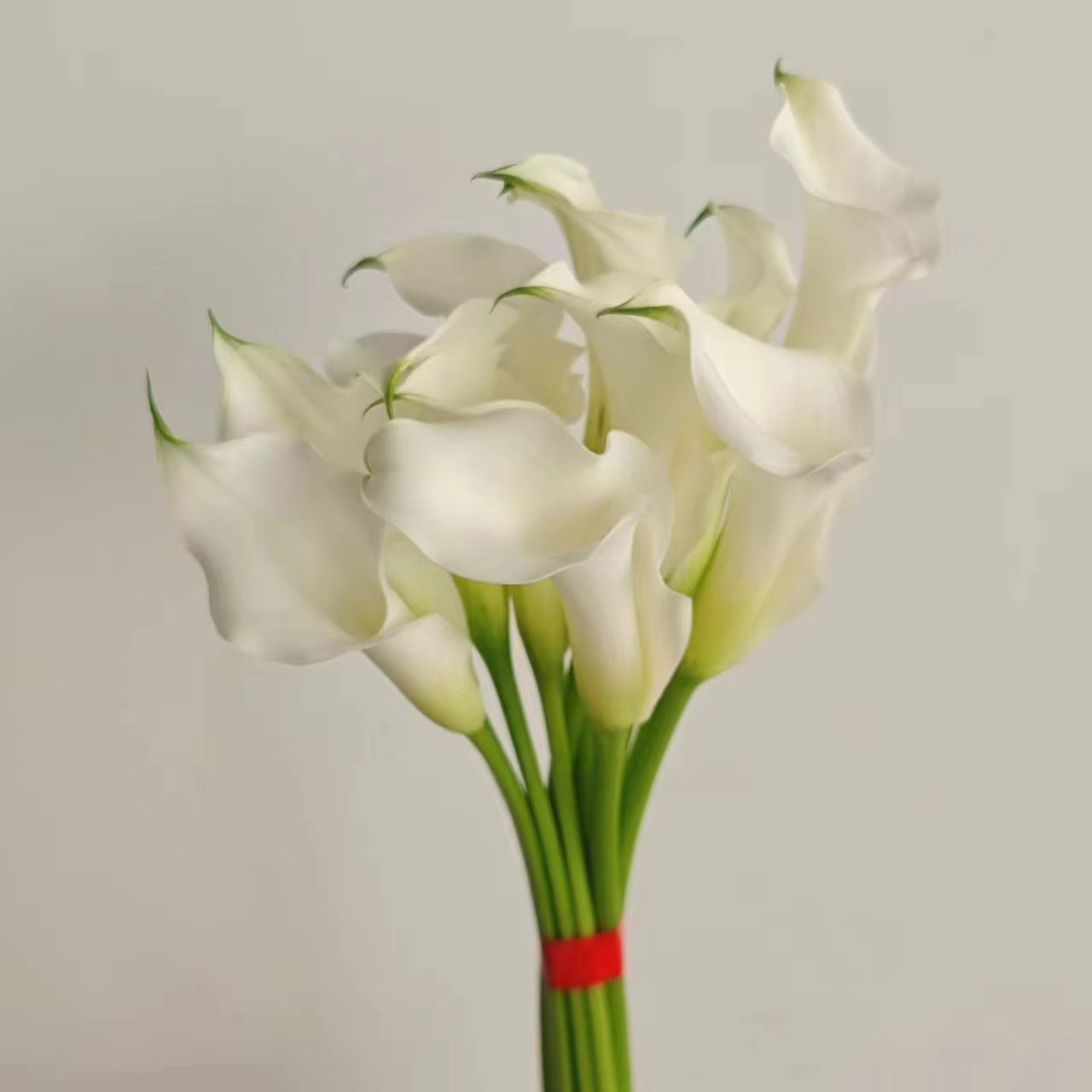 Calla Lily 50cm| 5 Stalks [CN] – FLOWERSCENT