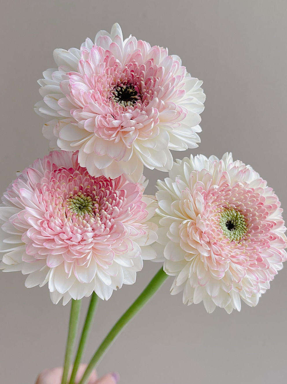 西雅图｜Gerbera | 10 Stalks [CN] – FLOWERSCENT
