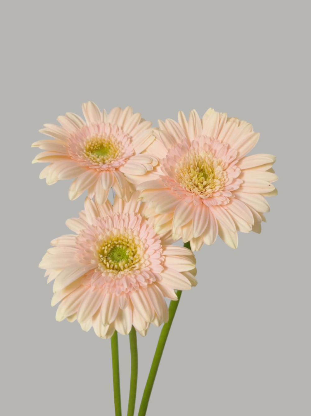 圣托里尼｜Gerbera | 10 Stalks [CN] – FLOWERSCENT